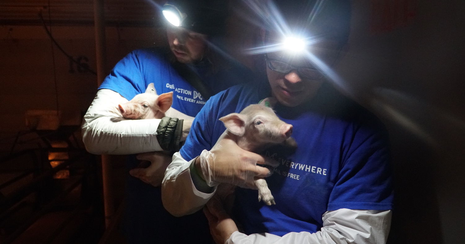 Great News! Utah Jury Acquits DxE Rescuers of Piglets Suffering in ...