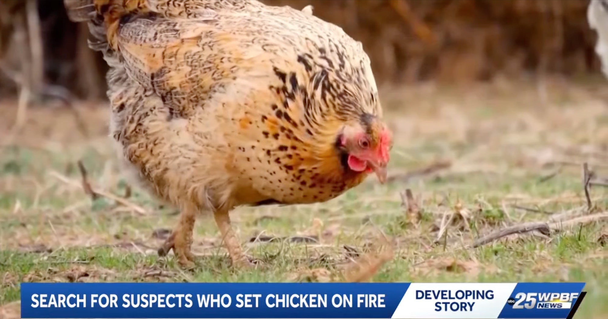 Suspects Sought After Chicken Burned Alive On Florida Road - 11 January ...