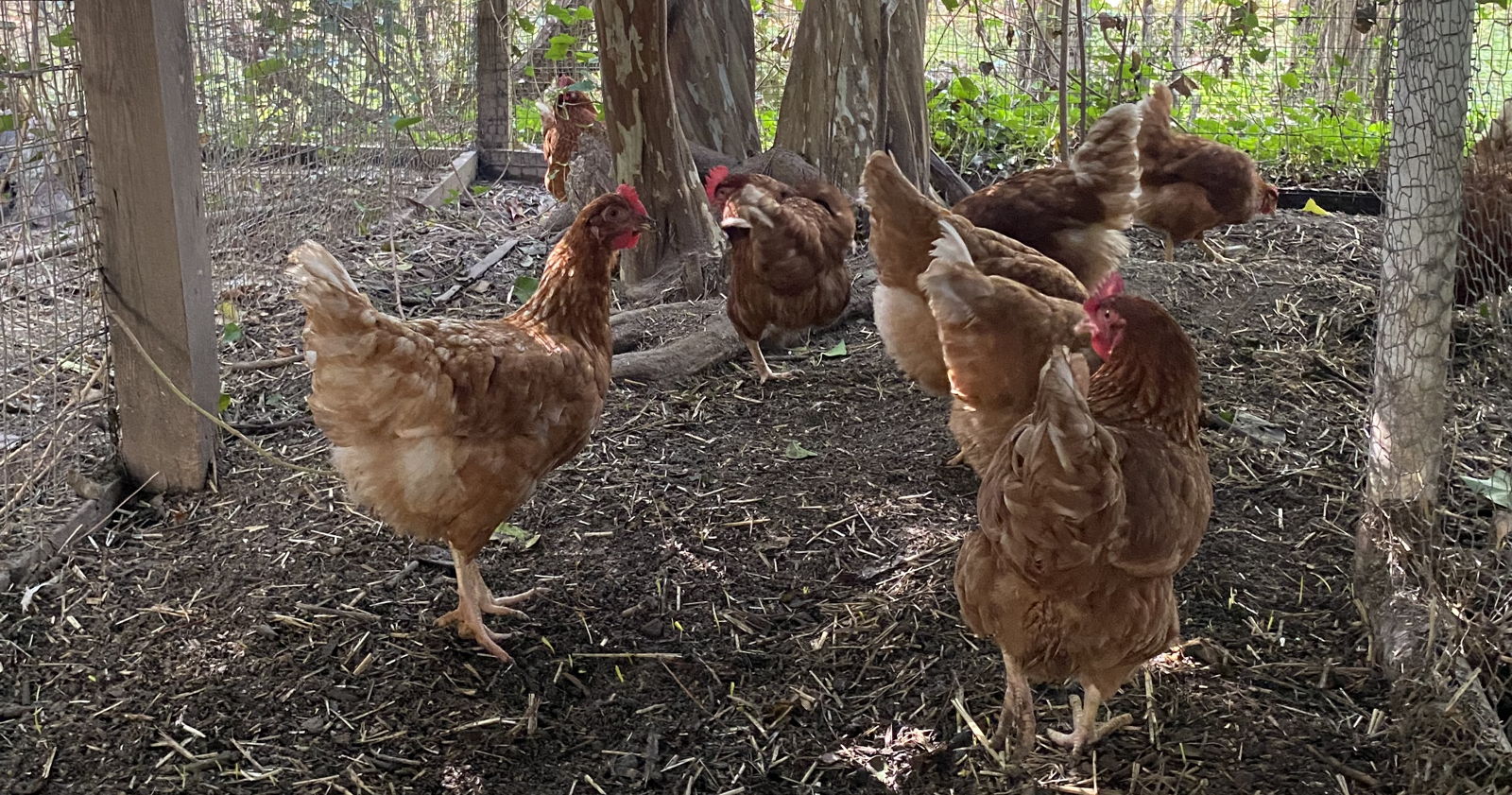 Home, Sweet Hens – All 21 are Now Here! - 14 October 2022 - UPC