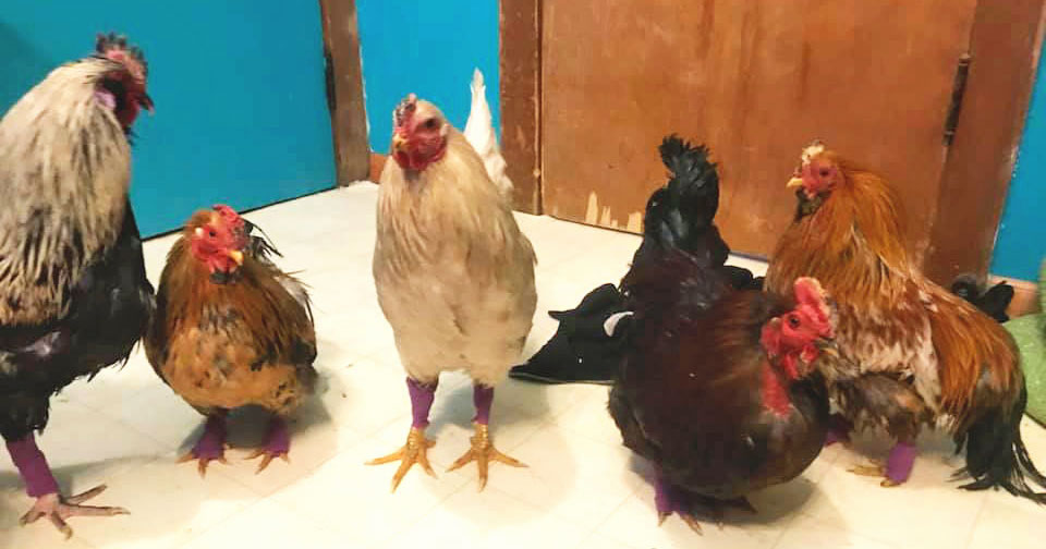 PETITION: End Criminal “Chicken Toss” - 18 January 2020 - UPC