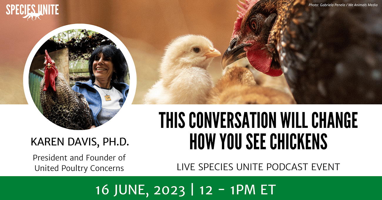 Event Announcement: This Conversation Will Change How You See Chickens ...