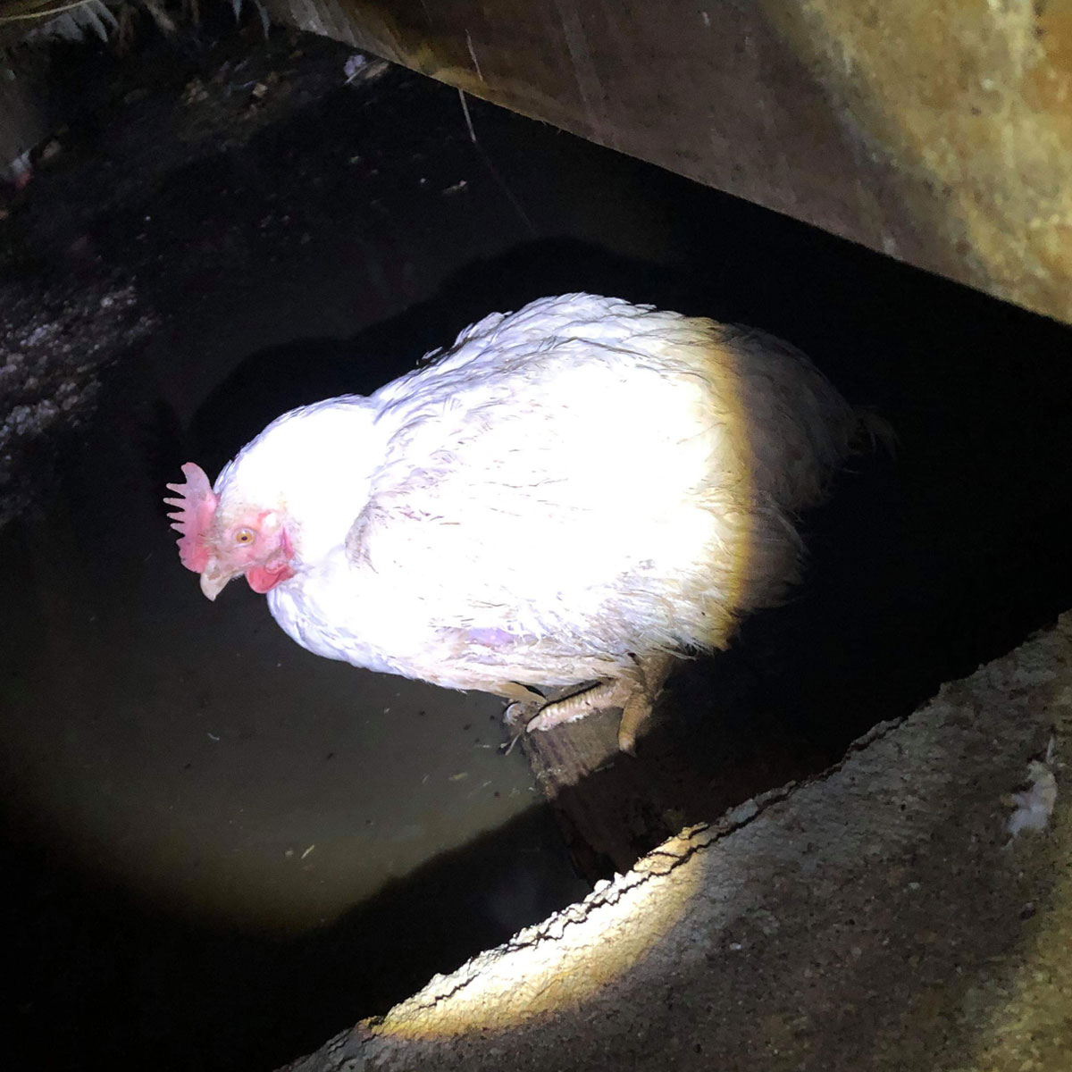 News Release: “Depopulation” of Poultry Does Not Mean “Humanely Killed ...